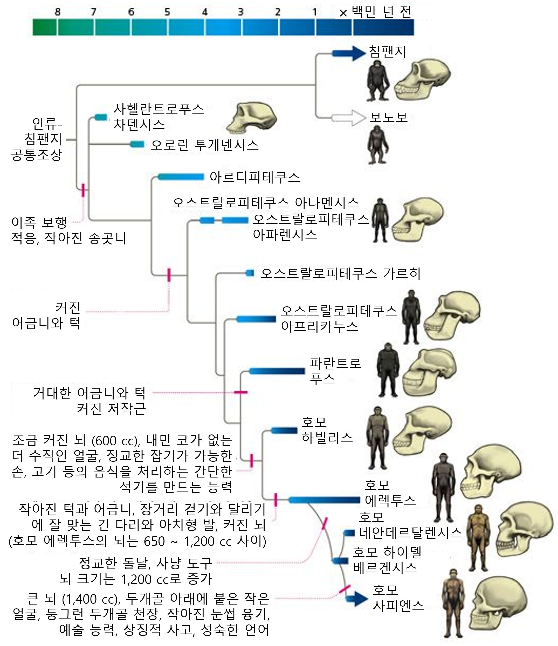 빅뱅에서 인간까지 [9]: 인류의 역사 1부 – 고등과학원 HORIZON